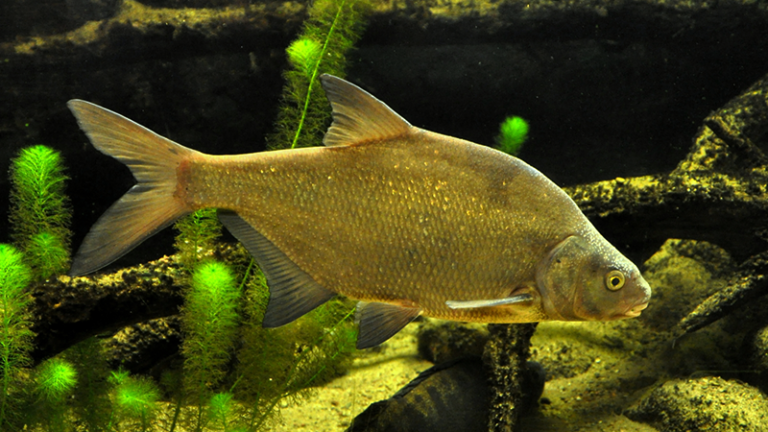 Guia Completo sobre Abramis brama: Características, Habitat e Pesca ...