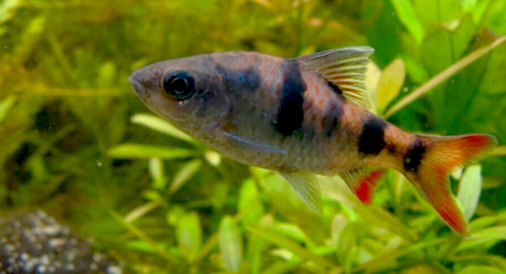 Barbus arulius: Conheça o Fascinante Peixe de Aquários | Cpeix - Peixes ...